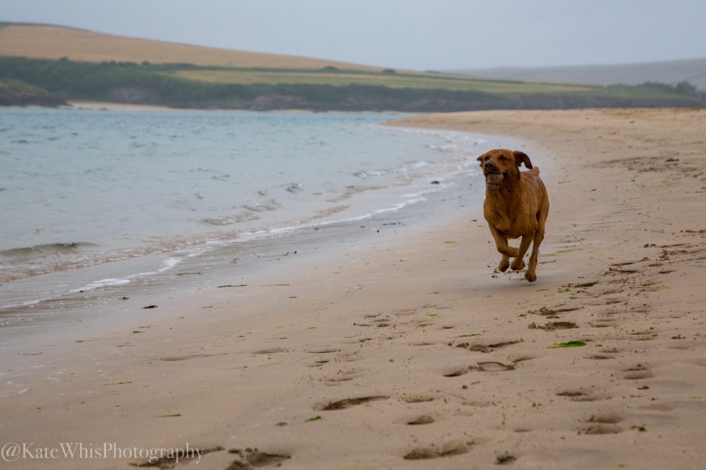 Rock: Beach Dog Shoot | Kate Whis Photography